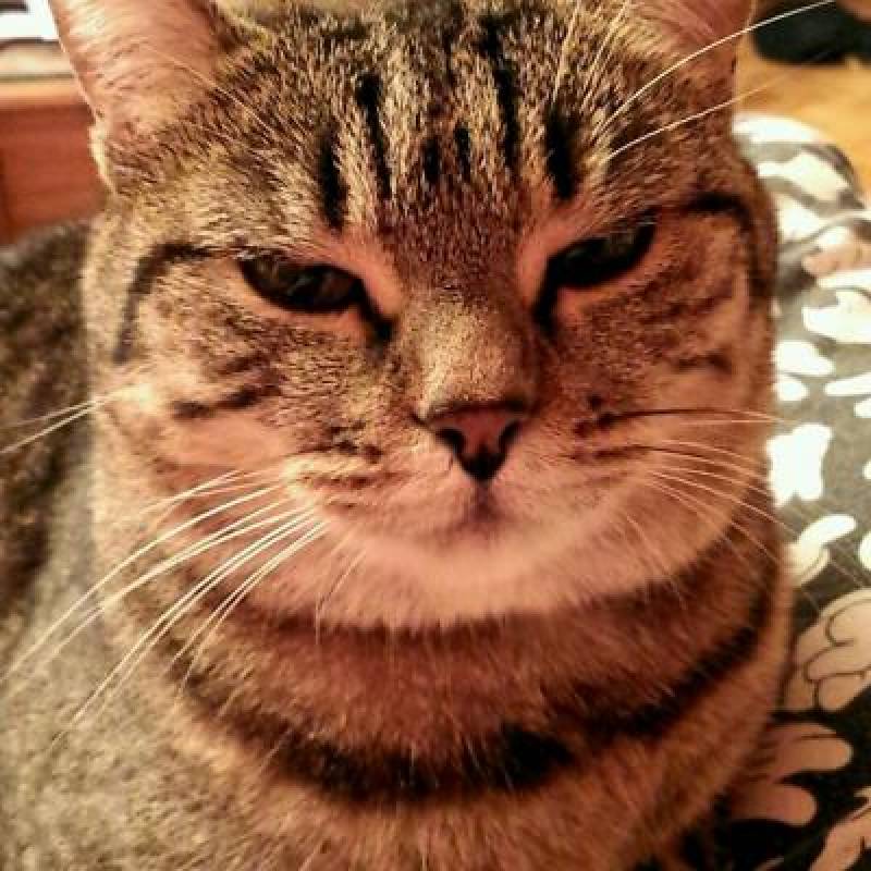 Tiffany Delgado - Garde d’animaux à Paris (75020) - AlloVoisins