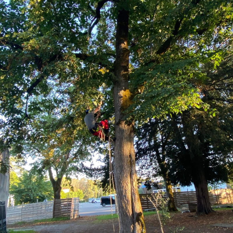 Anthony Spitz - Arboriste diplômé d état à Lavardac (47230) - AlloVoisins