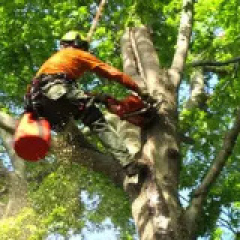 Jean Louis Becker (Paysagiste) - Élagueur paysagiste à Annemasse (74100 ...